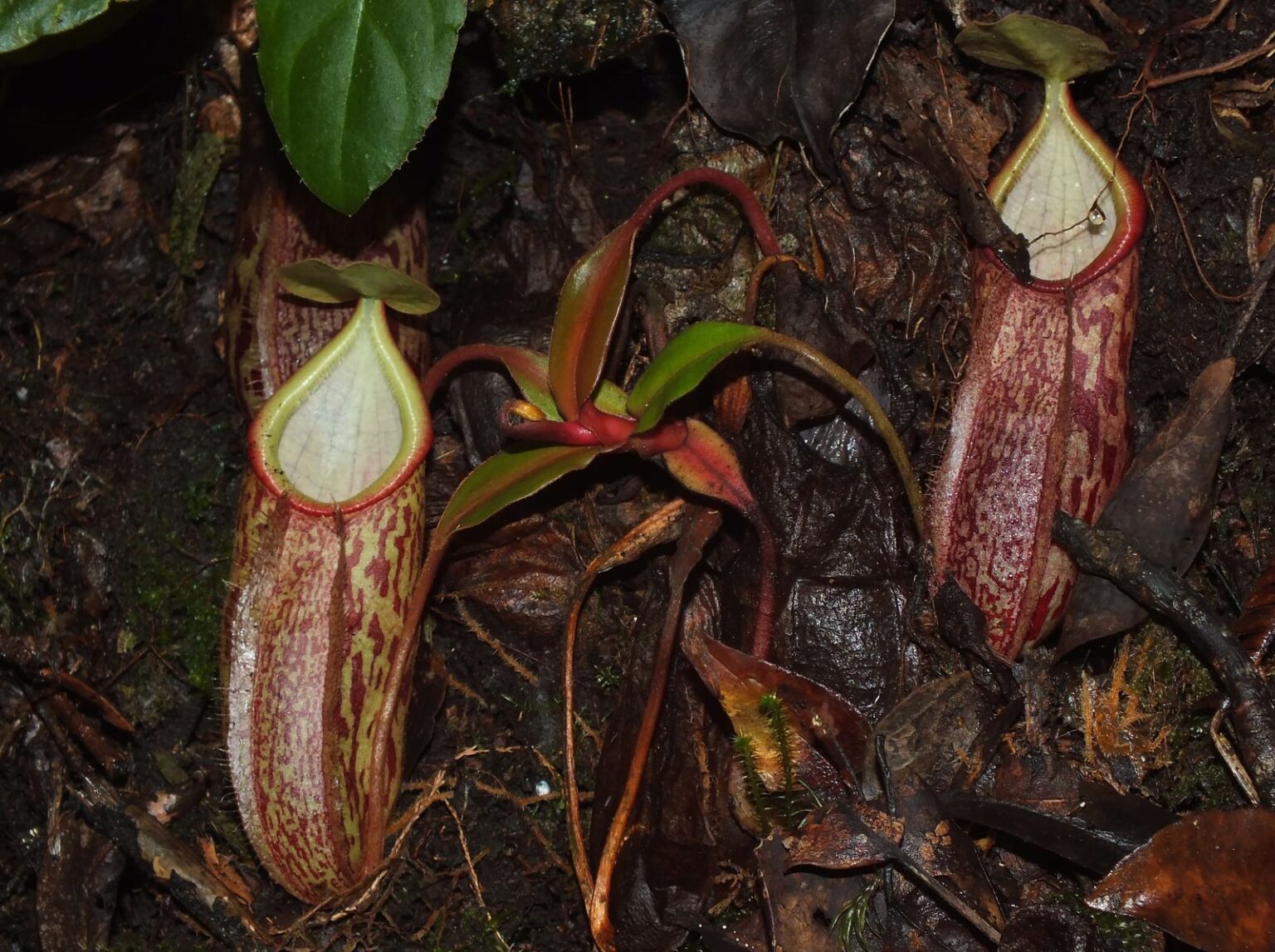 Nepenthes pectinata - Carni-Cultura C.R